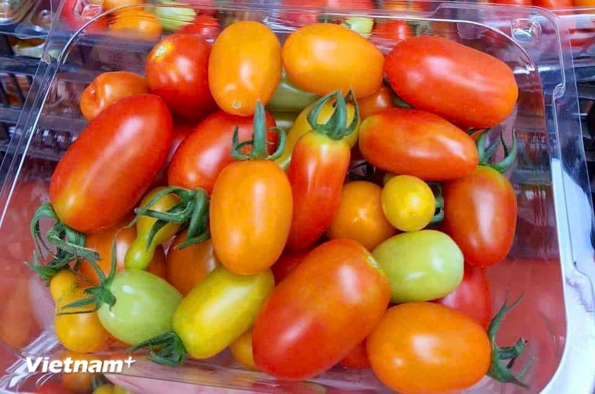 Ăn cà chua sống hay cà chua đã nấu chín tốt hơn cho cơ thể? | Vietnam+ ...
