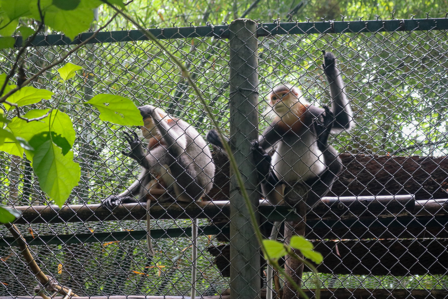 Khám phá thế giới động vật tại Vườn Quốc gia đầu tiên của Việt Nam | Vietnam+ (VietnamPlus)