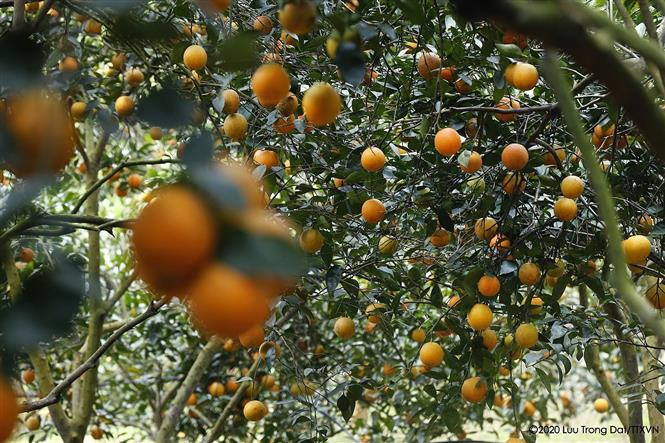 Tái canh cây ăn quả có múi, giữ thương hiệu cam Cao Phong | Vietnam+ ...