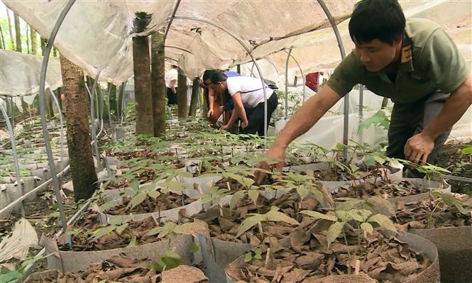 Nguồn gene đặc biệt quý hiếm sâm Lai Châu và khát vọng vươn xa ...