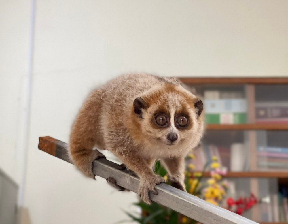 Bắc Kạn: Phát hiện 2 cá thể Culi nhỏ cực kỳ quý hiếm | Vietnam+ ...