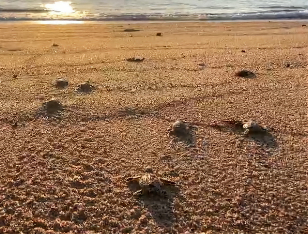 Cùng cộng đồng bảo tồn rùa biển: Mỗi tình nguyện viên là một đại sứ ...