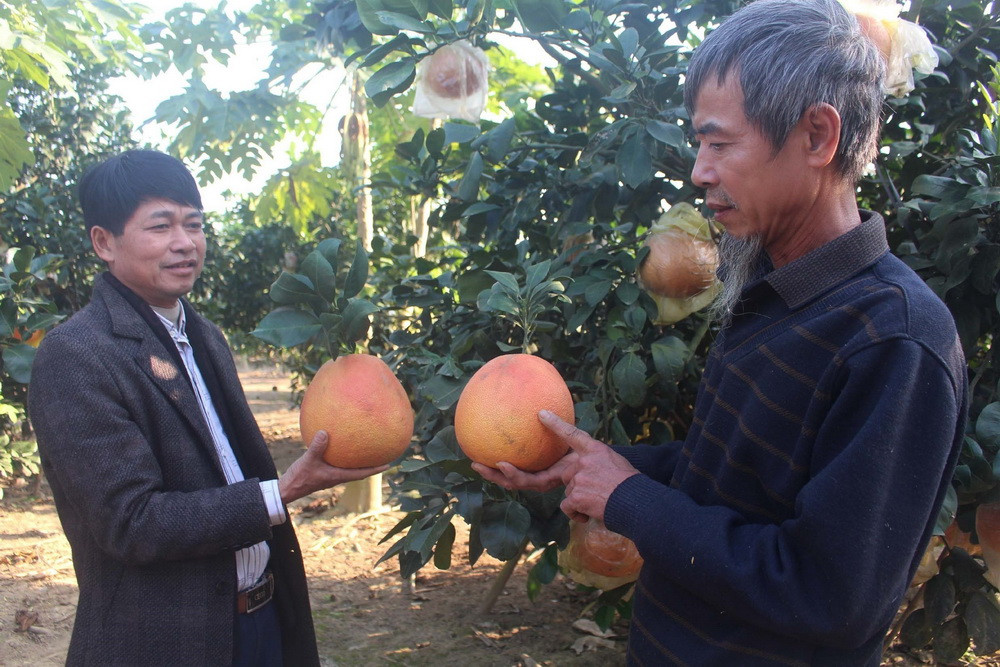 Thanh Hóa: Bưởi đỏ tiến Vua hút khách ngày Tết Giáp Thìn 2024 ...