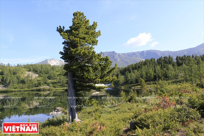 [Photo] Khám phá vẻ đẹp hùng vĩ của rừng Taiga nước Nga | Vietnam+ (VietnamPlus)