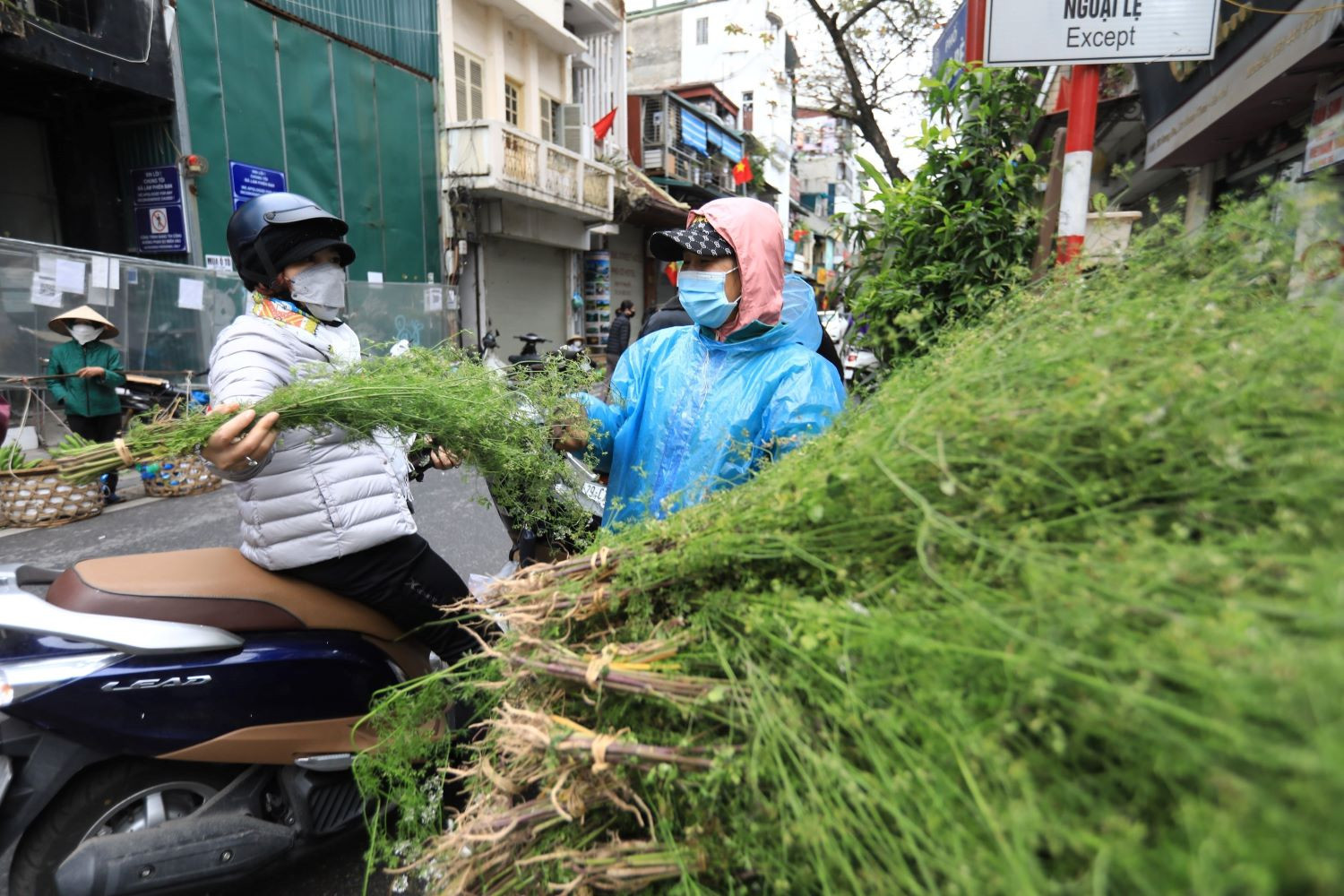 Tác dụng của việc tắm lá mùi già và những điều cần kiêng kỵ | Vietnam+ ...
