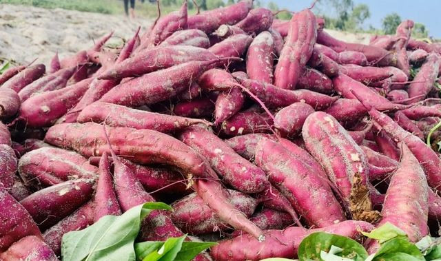 Khoai deo - món đặc sản dân dã mà độc đáo của vùng đất Quảng Bình ...