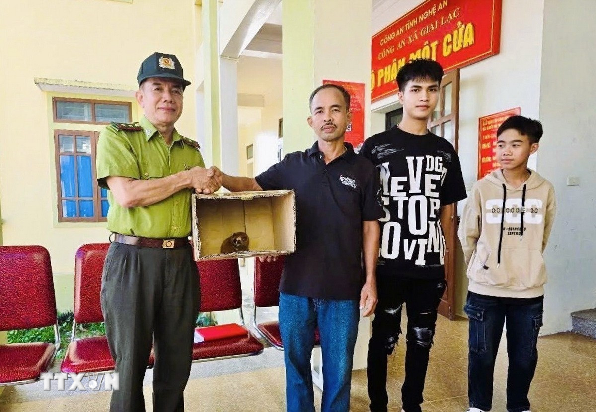 Nghệ An Giao Nộp Cá Thể Cu Li Nhỏ Nguy Cấp Được Bảo Vệ | Vietnam+ ...