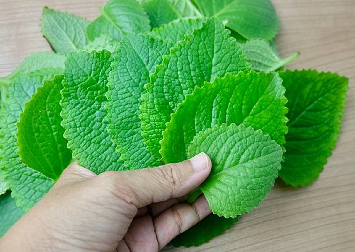 Trồng húng chanh tại nhà: Bí quyết tự nhiên bảo vệ sức khỏe gia đình ...
