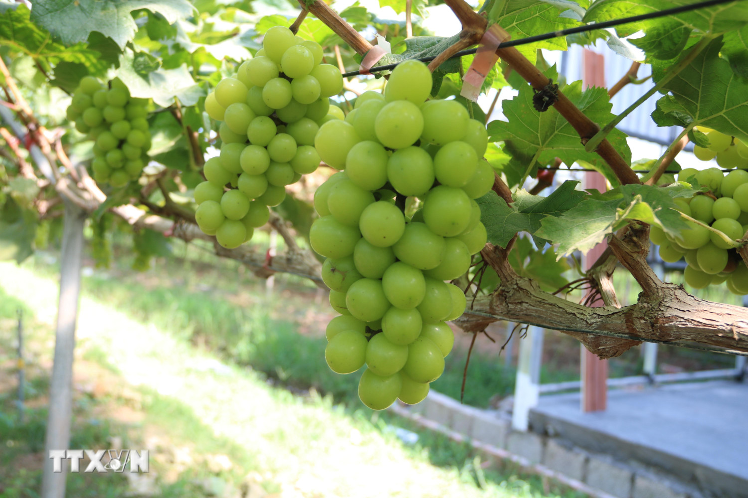 Ứng dụng công nghệ tưới tiên tiến: "Chìa khóa" phát triển cây trồng cạn ...